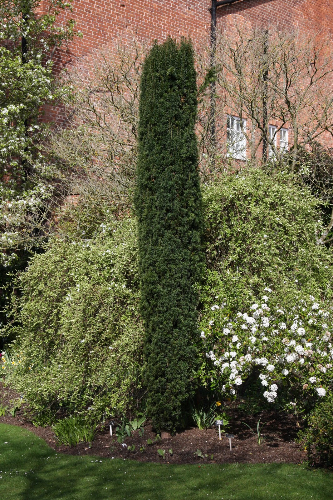 Taxus baccata 'Fastigiata Robusta' | Frank P Matthews