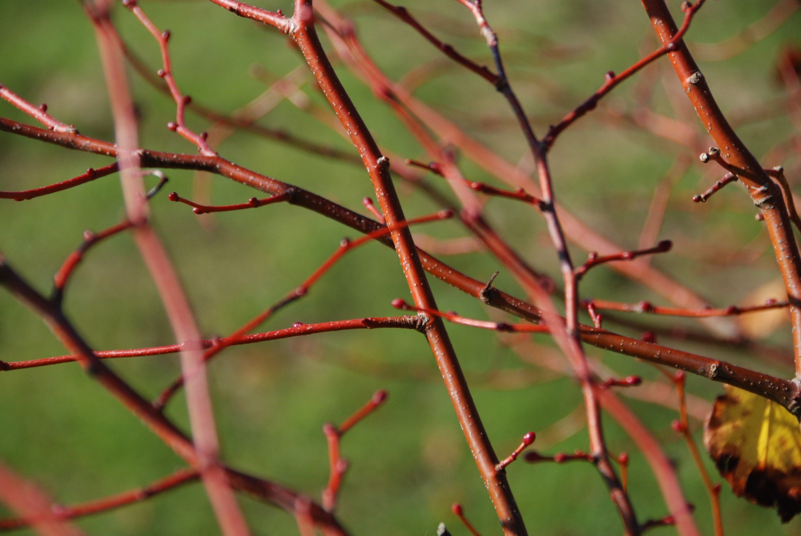 Tilia cordata 'Winter Orange' | Frank P Matthews
