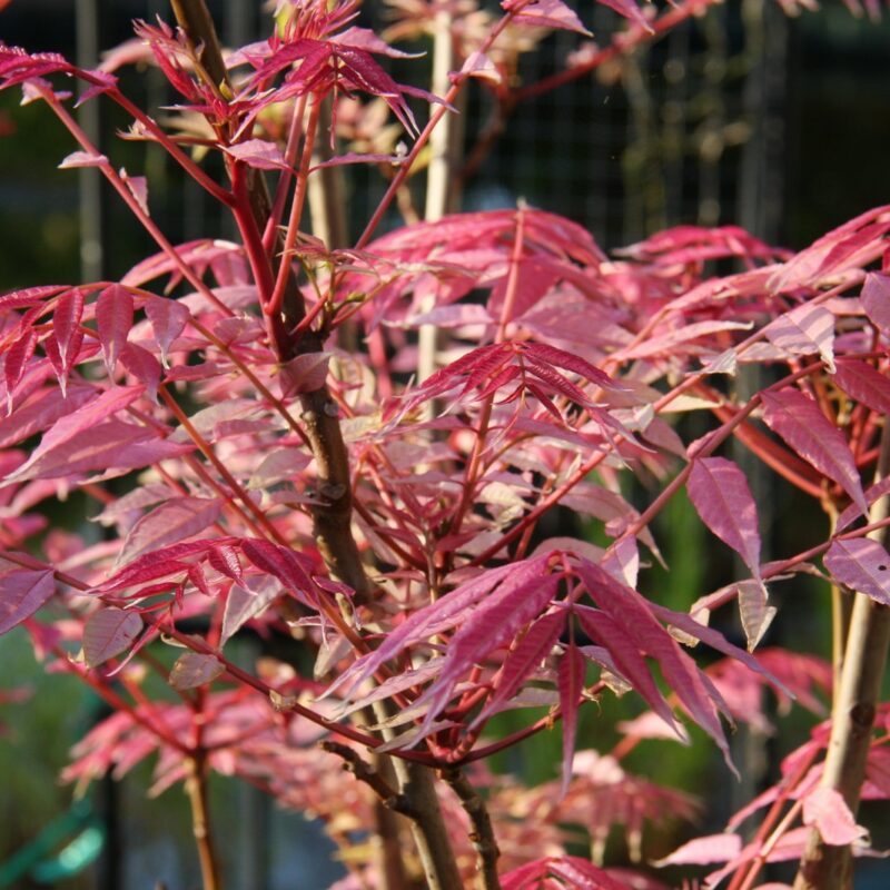 Toona sinensis | Frank P Matthews