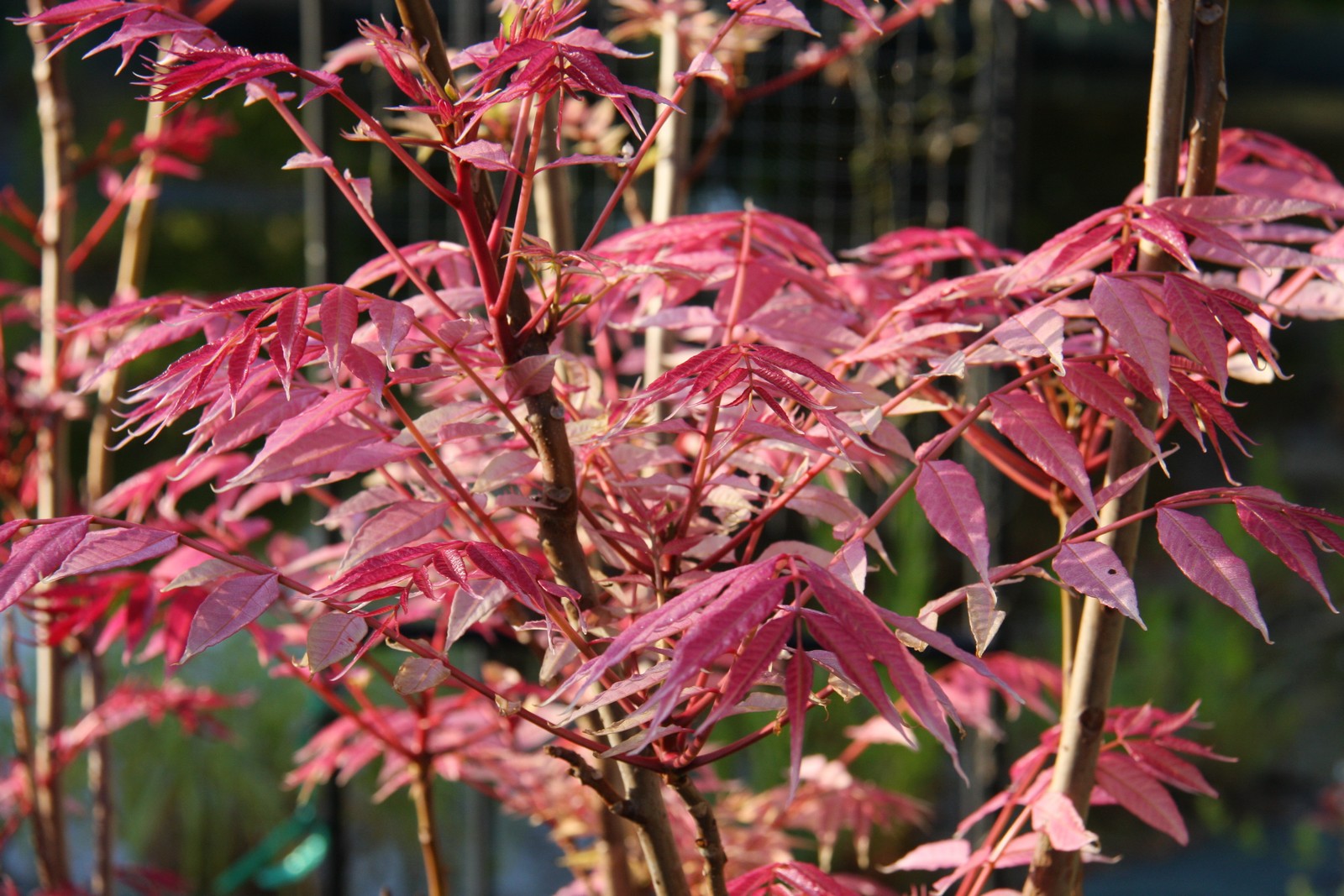 Toona sinensis | Frank P Matthews