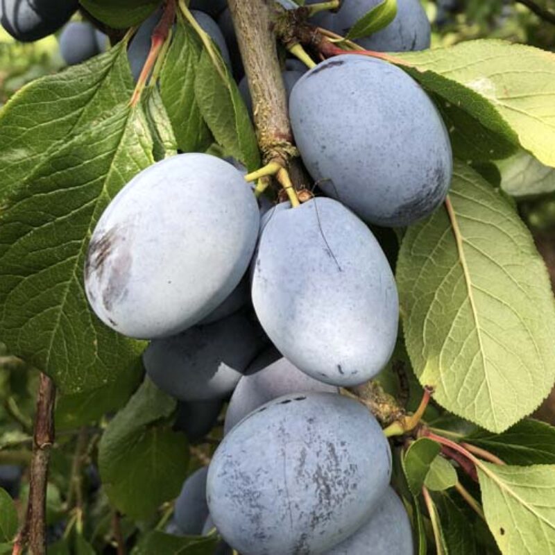 Giant Prune | Frank P Matthews