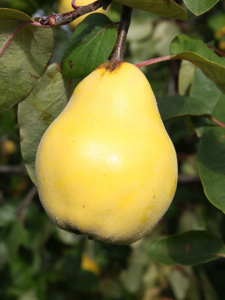 Vranja | Frank P Matthews