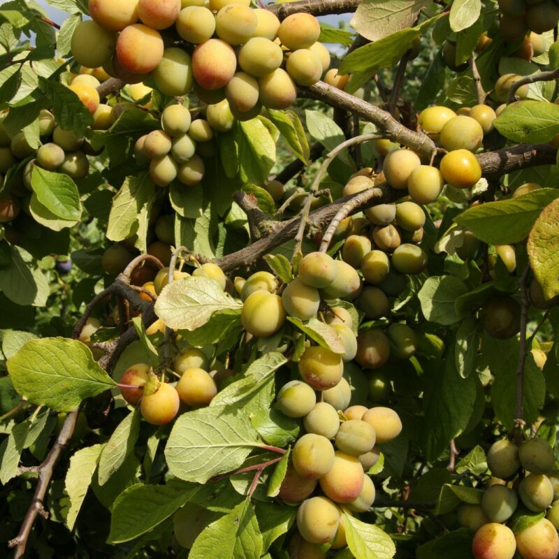 Giant Prune | Frank P Matthews