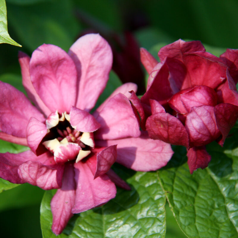 Hartlage Wine Sweetshrub Calycanthus
