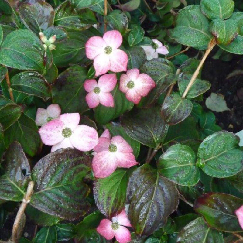 Cornus kousa 'Beni Fuji' | Frank P Matthews