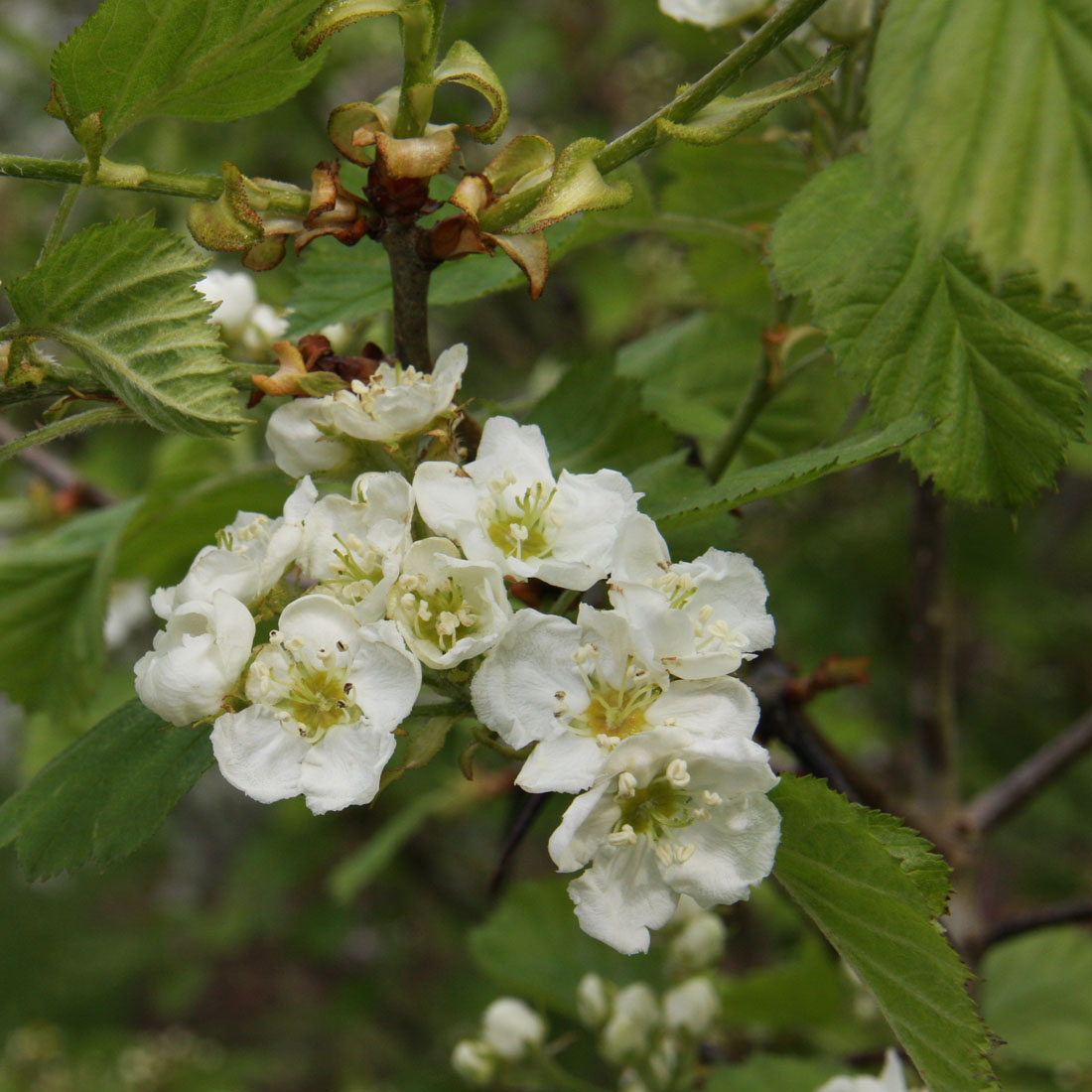 Crataegus monogyna | Frank P Matthews