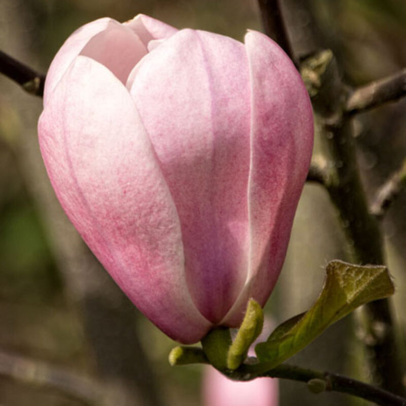 Magnolia 'Elizabeth' | Frank P Matthews