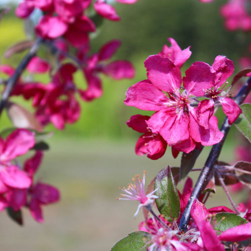 Malus 'Pink Glow' | Frank P Matthews