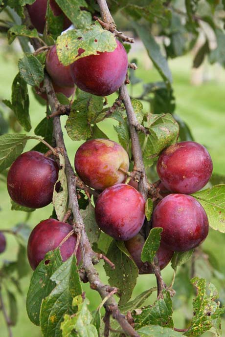 Reeves Plum | Fruit Trees | Frank P Matthews