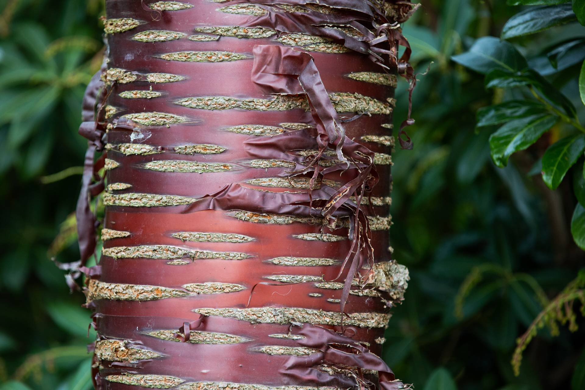 Trees For Ornamental Bark and Stems | Frank P Matthews