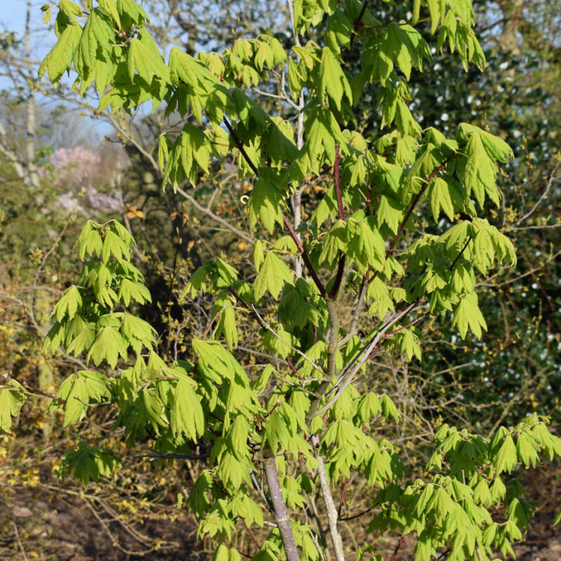 Acer x freemanii 'Morgan' | Frank P Matthews