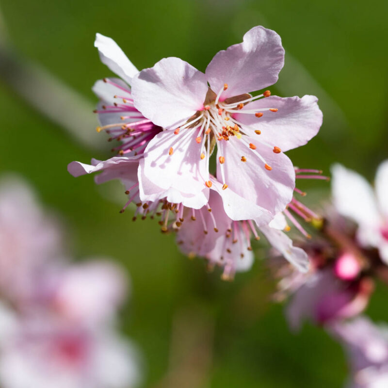 Almond Ingrid | Almond Fruit Trees | Frank P Matthews