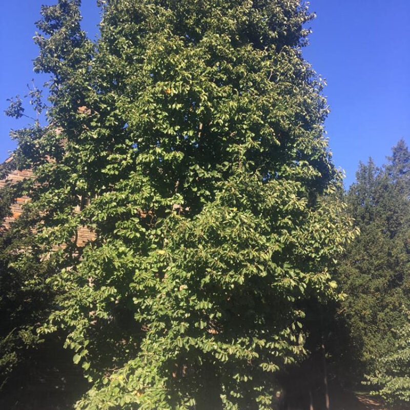 Magnolia 'Eskimo' | Frank P Matthews