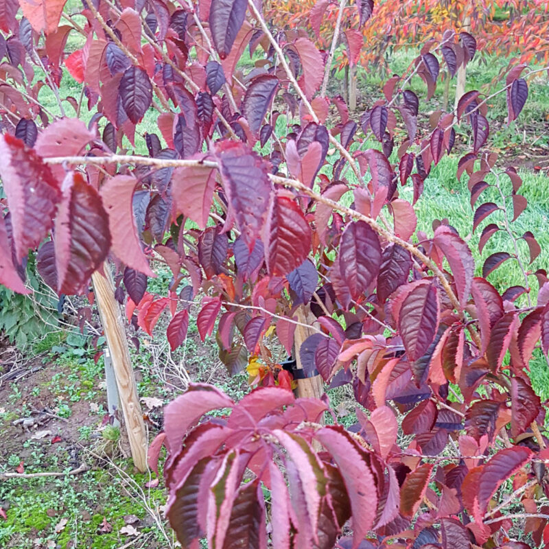 Prunus 'Asano' | Frank P Matthews