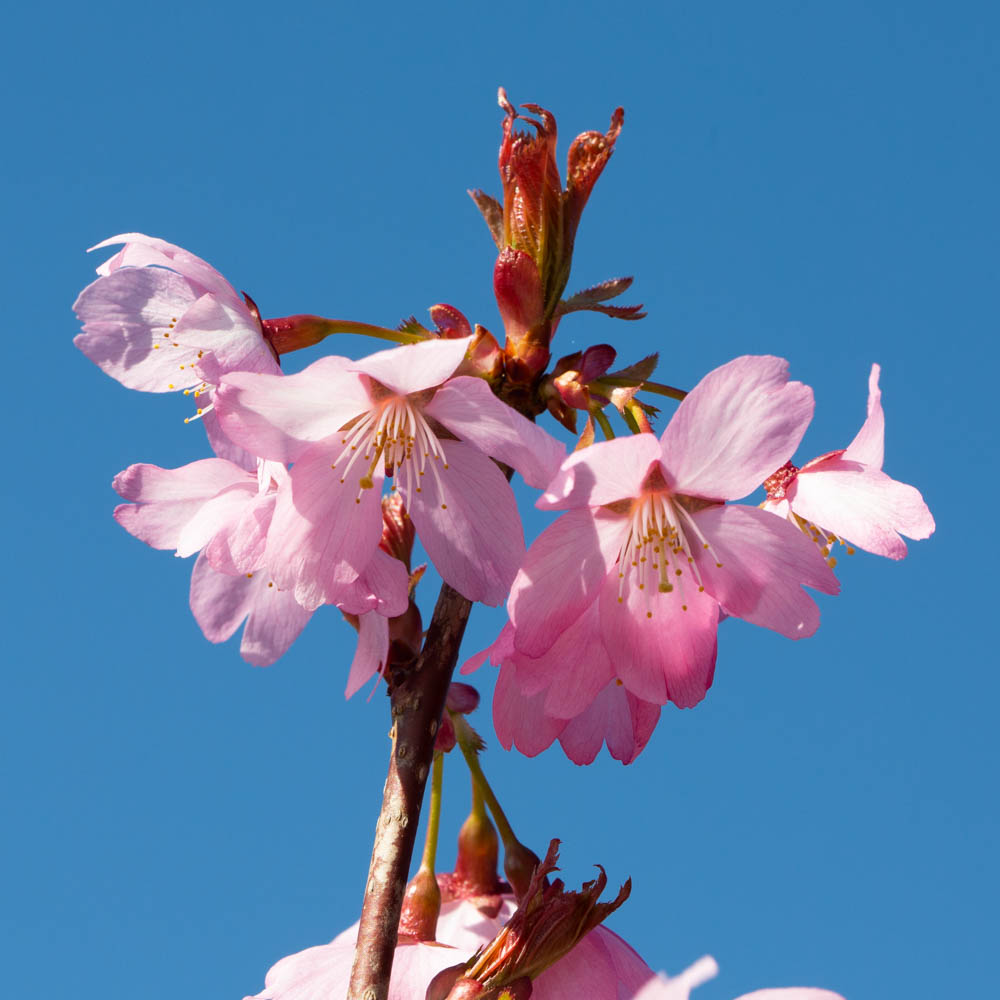 Prunus x incam 'Dream Catcher' | Frank P Matthews
