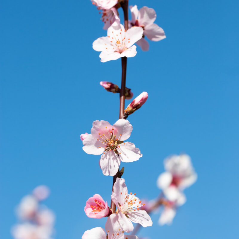 Almond Ingrid | Almond Fruit Trees | Frank P Matthews