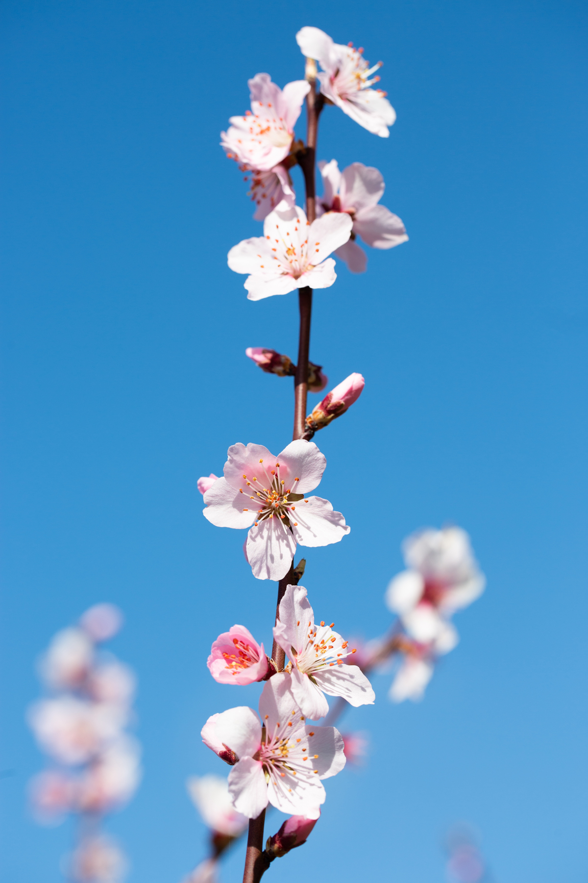 Robijn Almond | Fruit Trees | Frank P Matthews