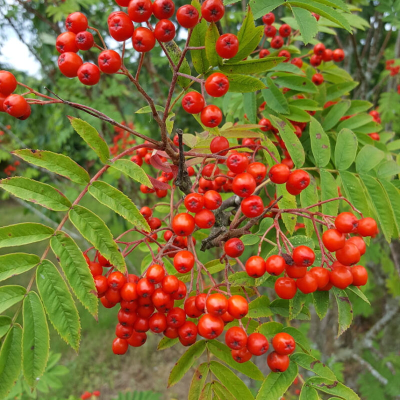 Sorbus vilmorinii | Frank P Matthews