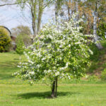 Our Range | Frank P Matthews Tree Shop | Buy Quality Trees and Plants