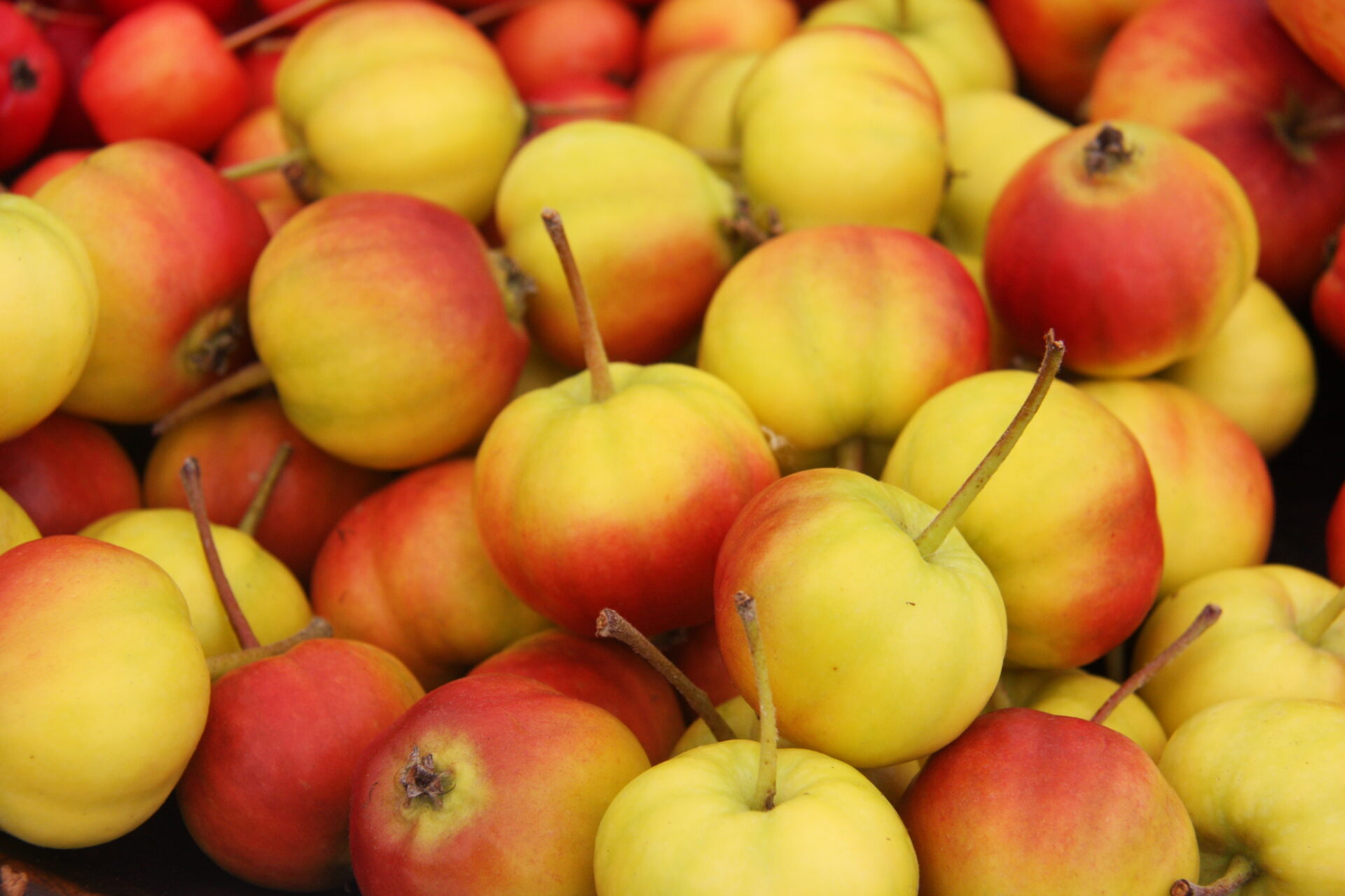 Malus Halloween™ WINS New Plant Award at HTA Show 2022