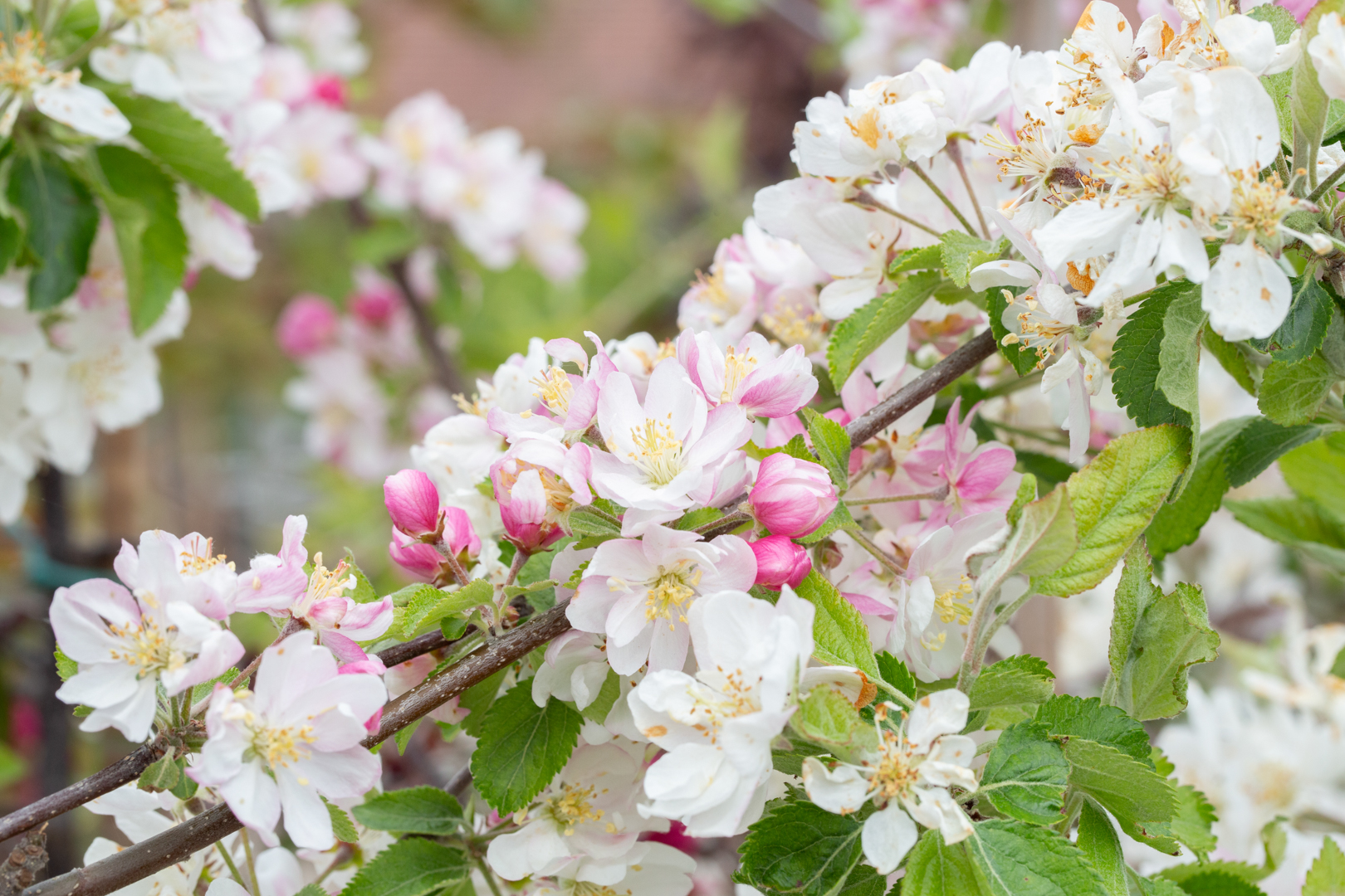 Malus Halloween™ WINS New Plant Award at HTA Show 2022
