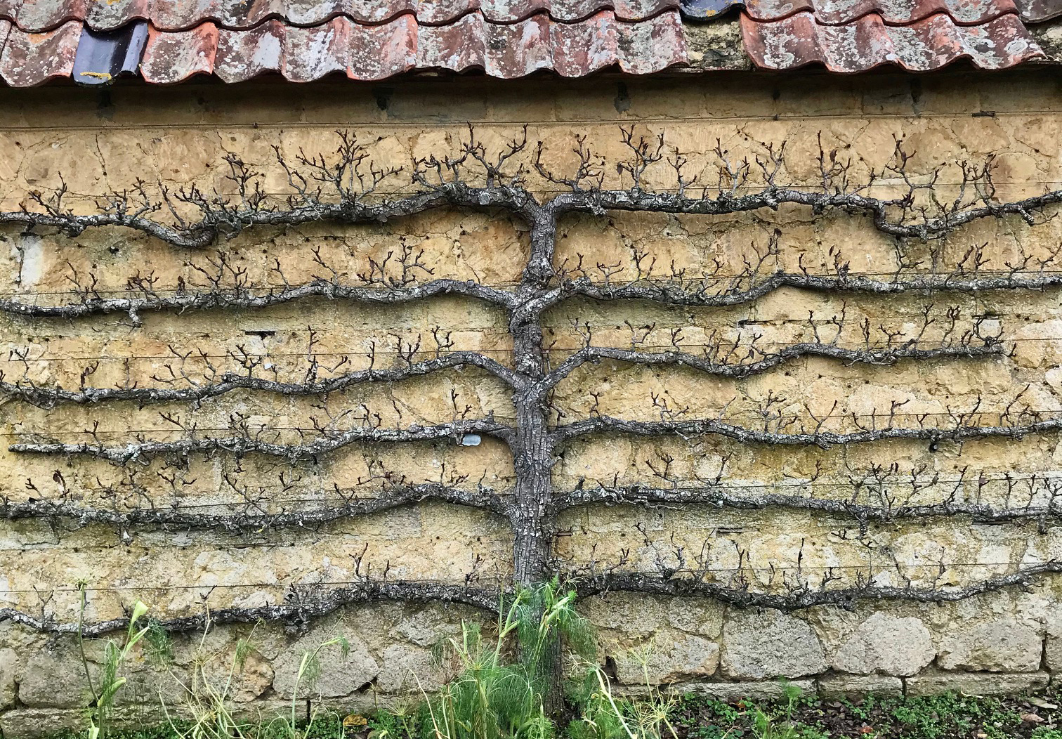 The Benefits of Trained Trees | Frank P Matthews