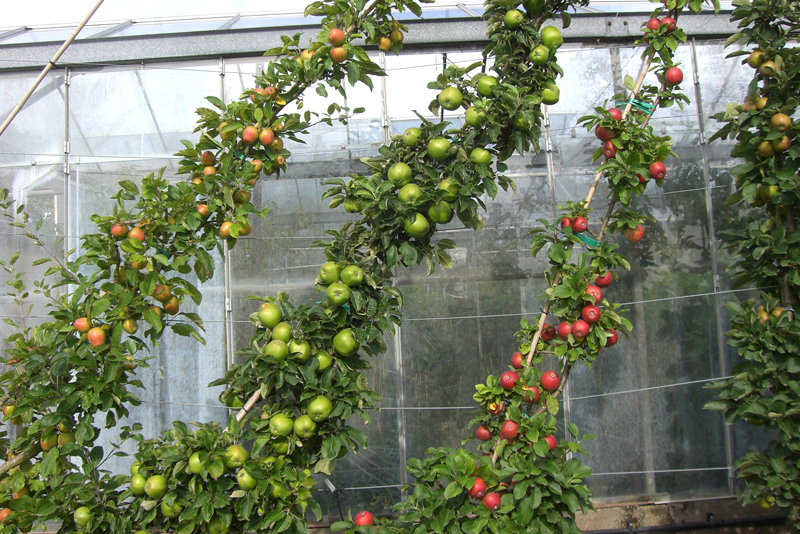 The Benefits of Trained Trees | Frank P Matthews