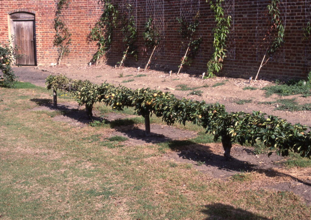 The Benefits of Trained Trees | Frank P Matthews