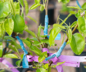 The Benefits of Trained Trees | Frank P Matthews