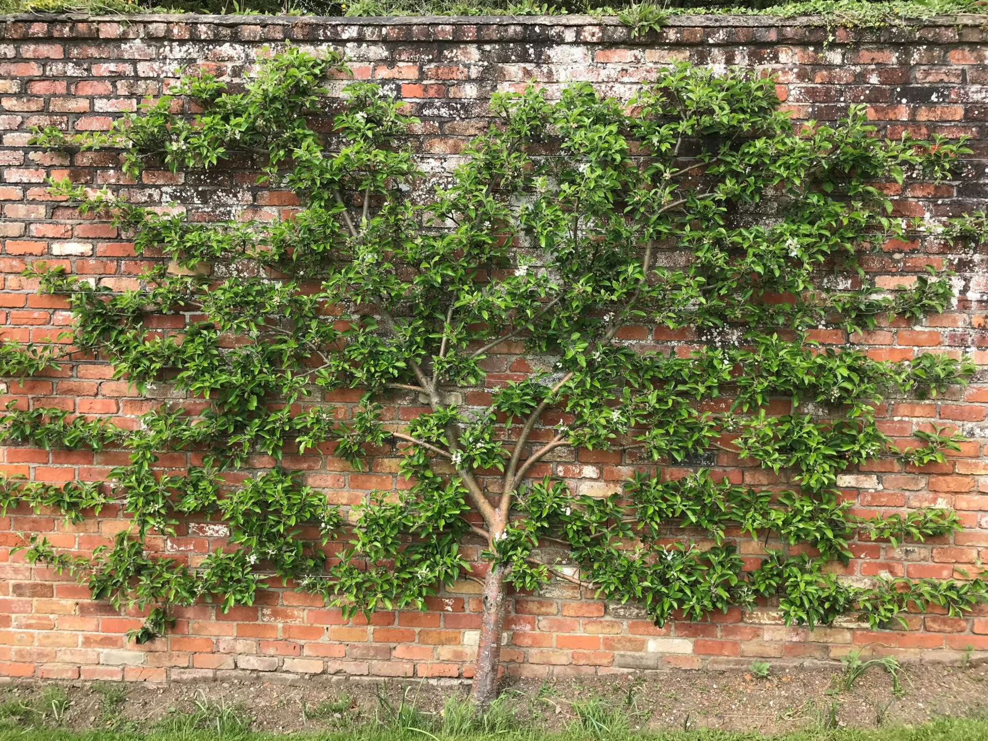 The Benefits of Trained Trees | Frank P Matthews