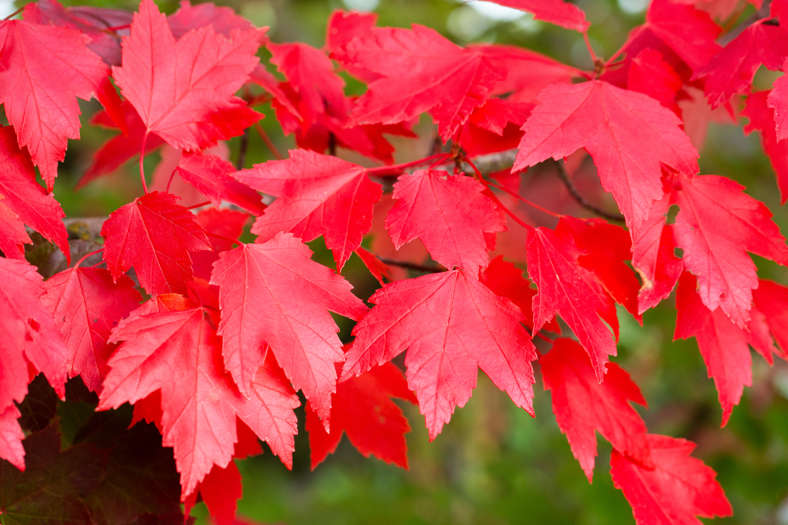 Acer rubrum 'Brandywine' | Red Maple | Ornamental Trees | Frank P Matthews