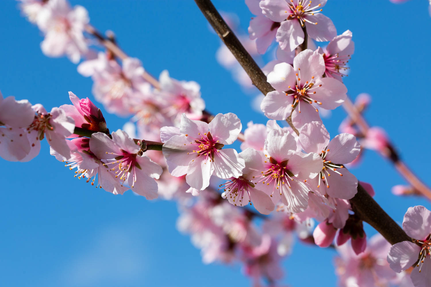 Ingrid | Almond | Nut Trees | Frank P Matthews