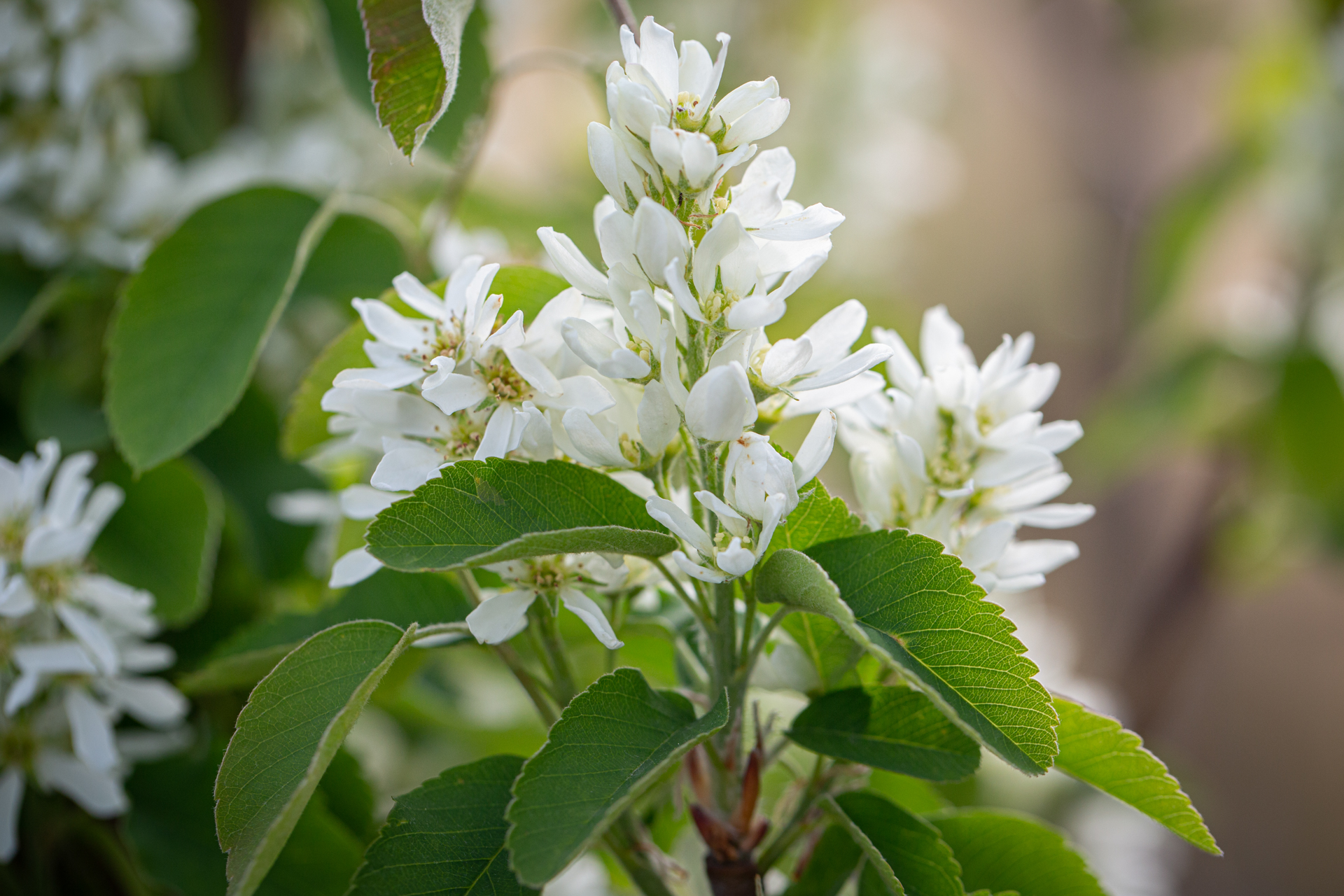Amelanchier alnifolia 'Obelisk'® | Frank P Matthews