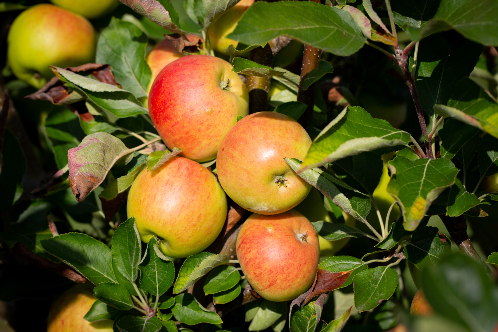 Chivers Delight | Apple Tree | Fruit Trees | Frank P Matthews