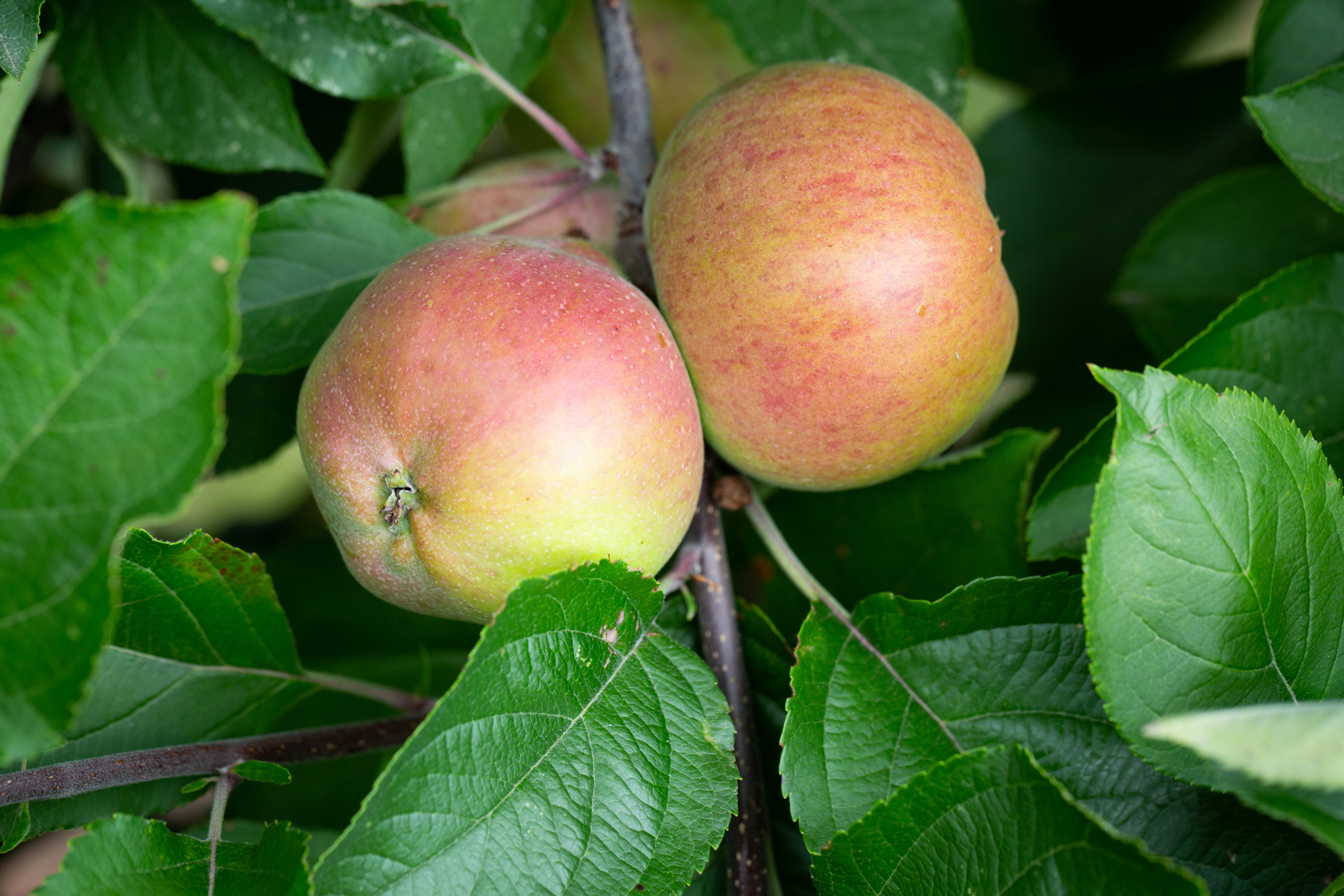 Dabinett | Cider Apple | Fruit Trees | Frank P Matthews