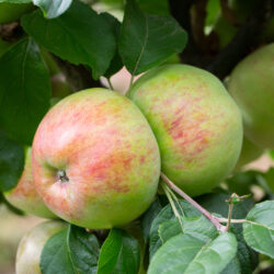Howgate Wonder | Cooking Apple | Fruit Trees | Frank P Matthews