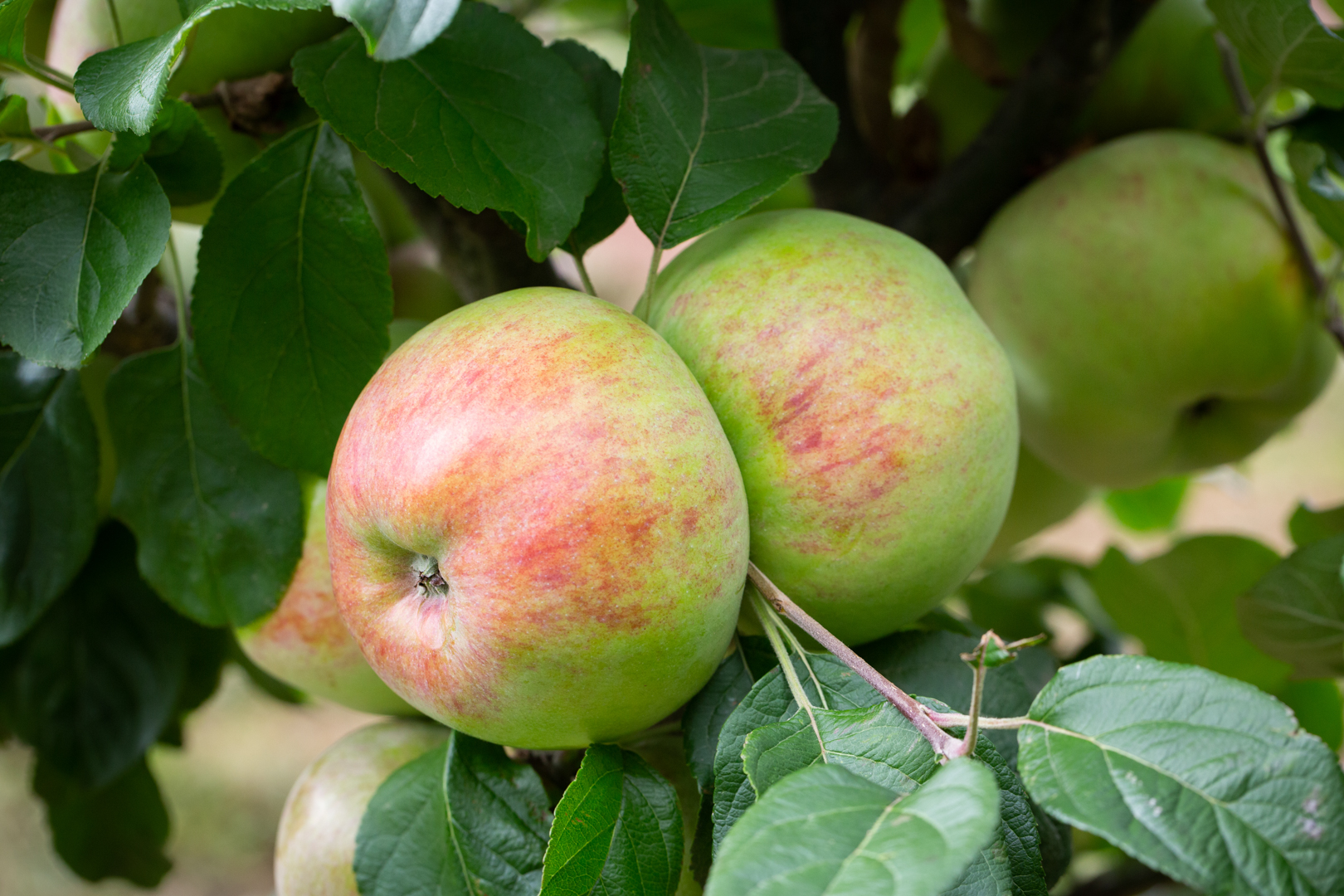 Howgate Wonder | Cooking Apple | Fruit Trees | Frank P Matthews