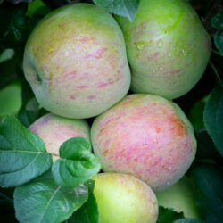 Howgate Wonder | Cooking Apple | Fruit Trees | Frank P Matthews