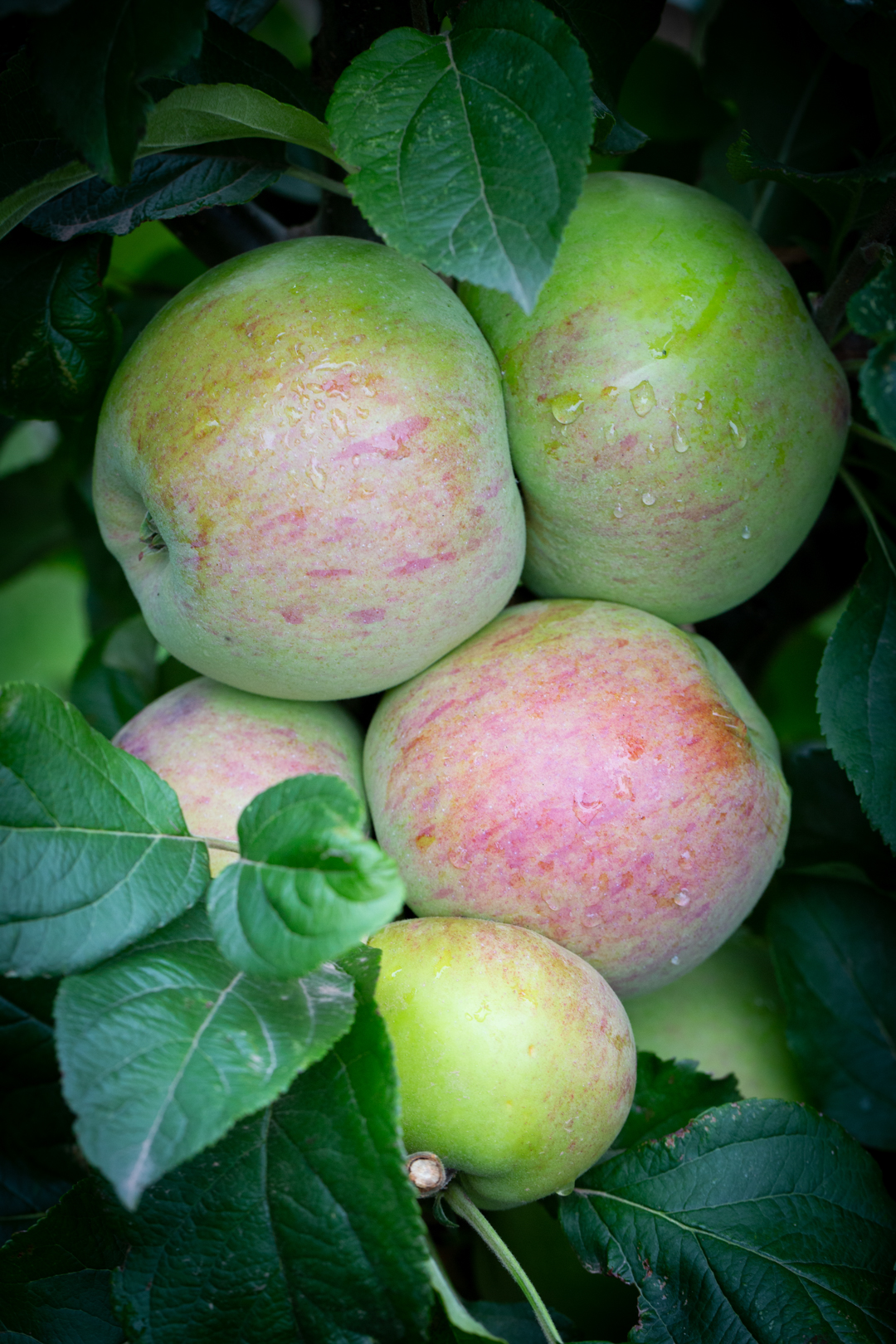 Howgate Wonder | Frank P Matthews