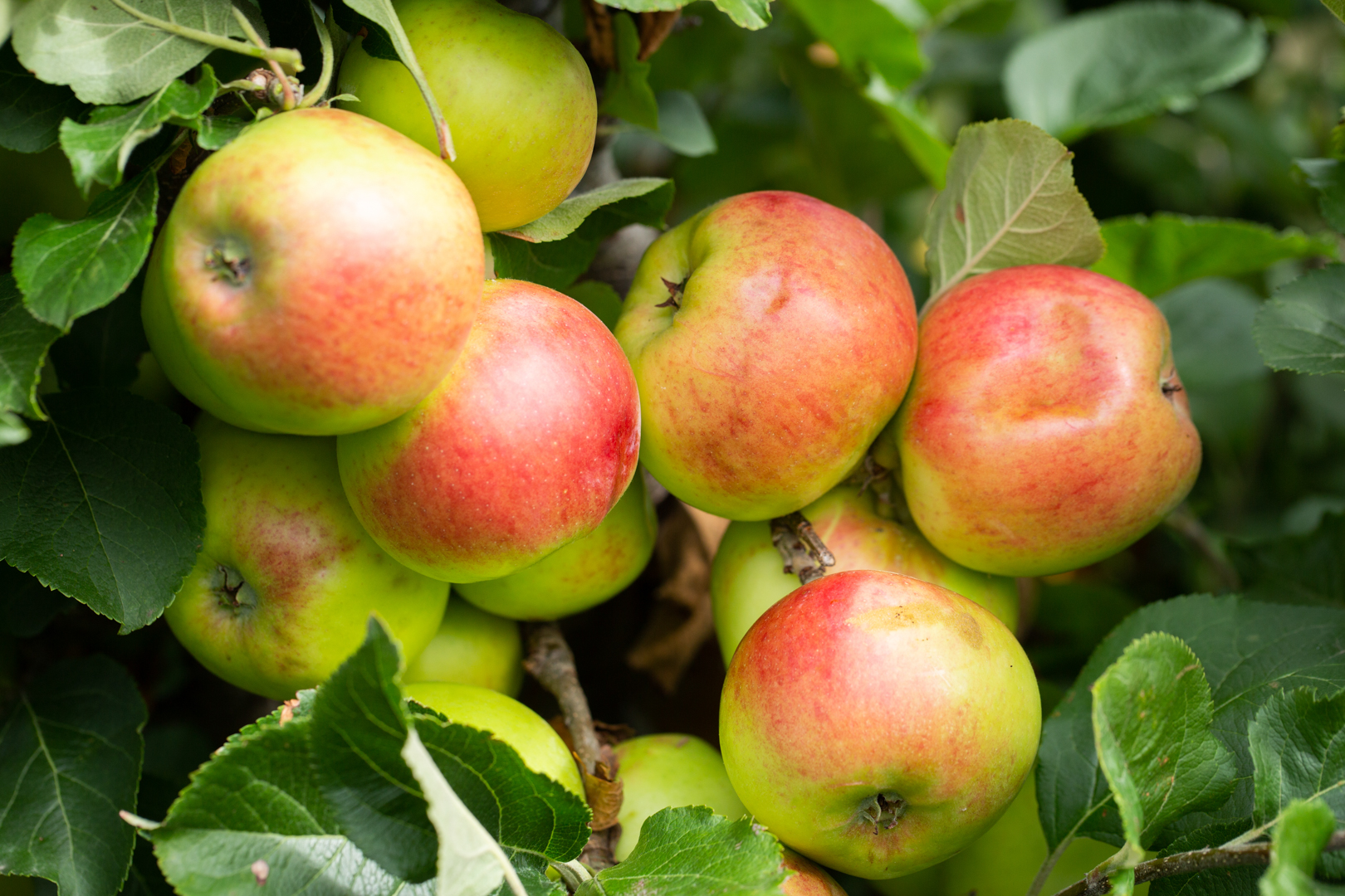 Newton Wonder | Cooking Apple | Fruit Trees | Frank P Matthews