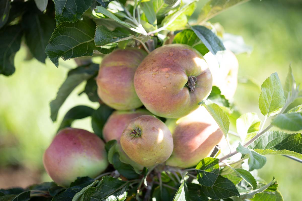 Scotch Dumpling | Cooking Apple | Fruit Trees | Frank P Matthews