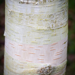 Betula utilis 'Moonbeam' | Himalayan Birch | Ornamental Trees | Frank P ...