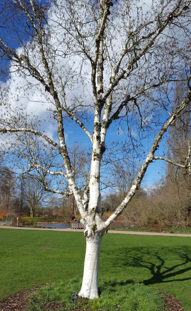 Betula utilis var. jacquemontii 'Silver Shadow' | Frank P Matthews