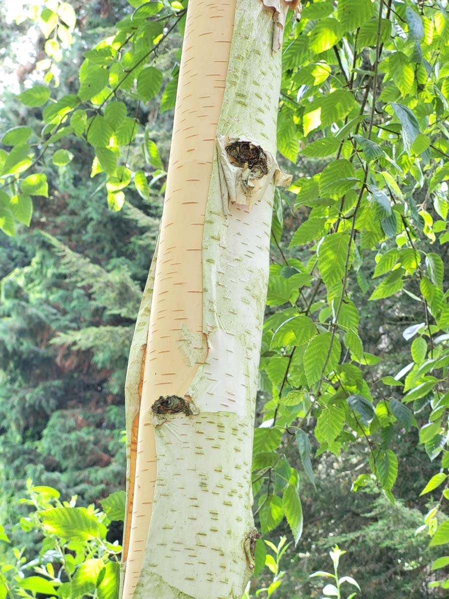 Betula utilis var. jacquemontii 'Silver Shadow' | Birch Tree | Frank P ...