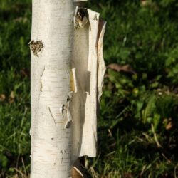 Betula utilis 'Snow Queen' | Himalayan Birch | Ornamental Trees | Frank ...