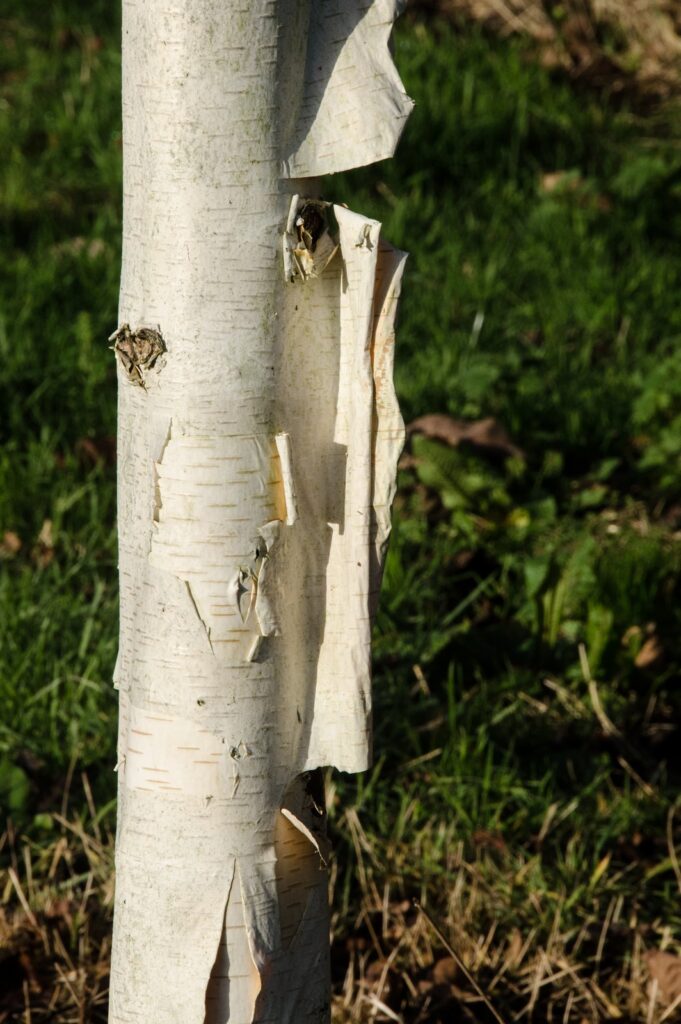 Betula utilis 'Snow Queen' | Frank P Matthews