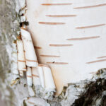 Betula utilis 'Snow Queen' | Himalayan Birch | Ornamental Trees | Frank ...