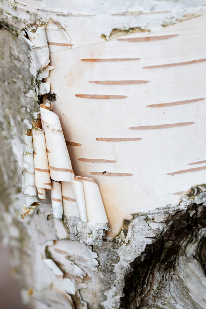 Betula utilis 'Snow Queen' | Frank P Matthews