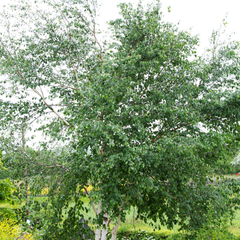 Betula utilis 'Snow Queen' | Frank P Matthews