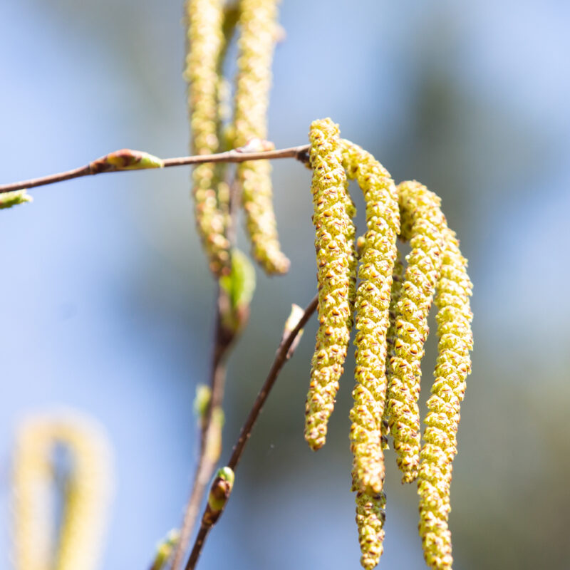 Betula utilis 'Snow Queen' | Frank P Matthews